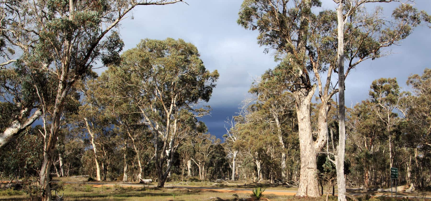 Wandoo woodland an endemic eucalypt species | Heartland Journeys