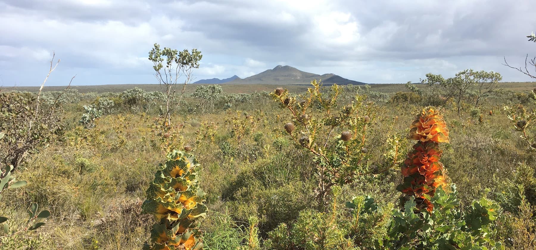 Kwongan landscape of south-western Australia | Heartland Journeys