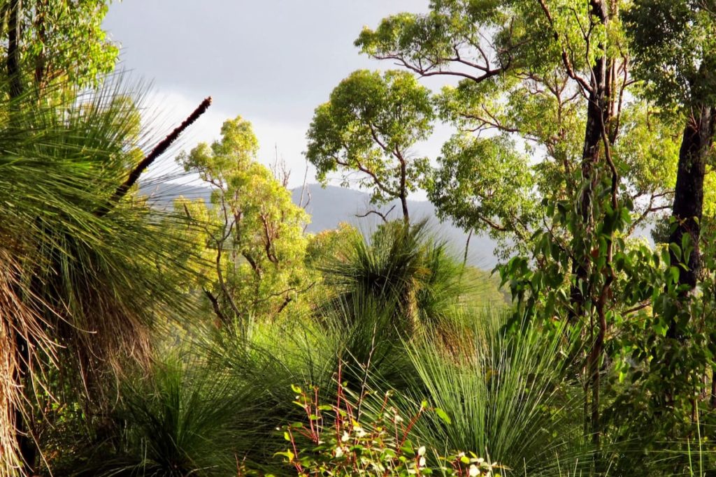 Jarrah and Marri woodlands | Heartland Journeys