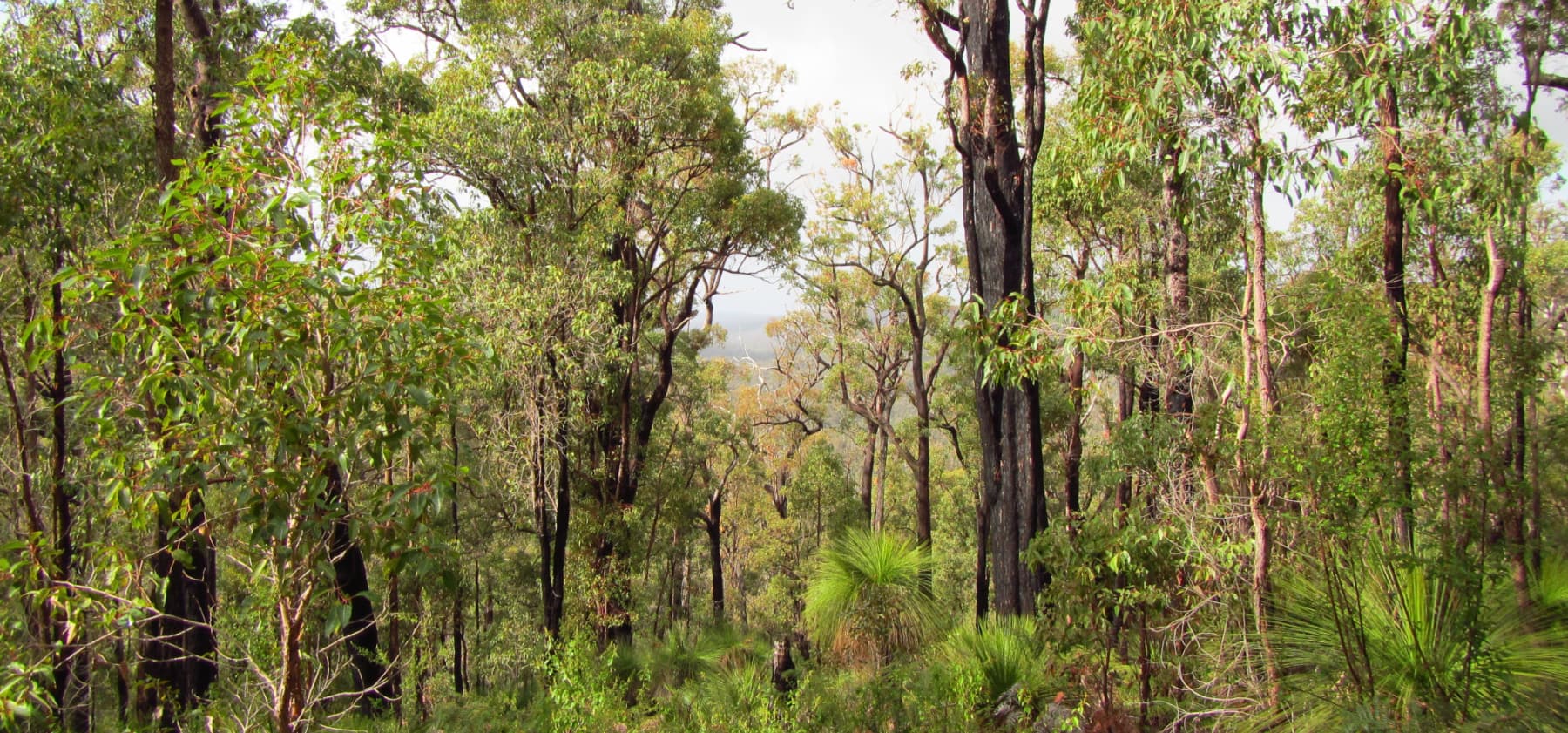 Jarrah and Marri woodlands | Heartland Journeys