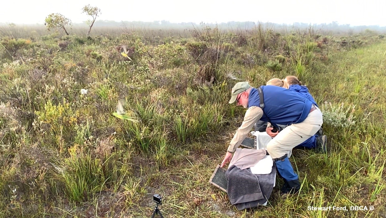 The Western Ground Parrot and me: A story about Brenda Newbey and ...