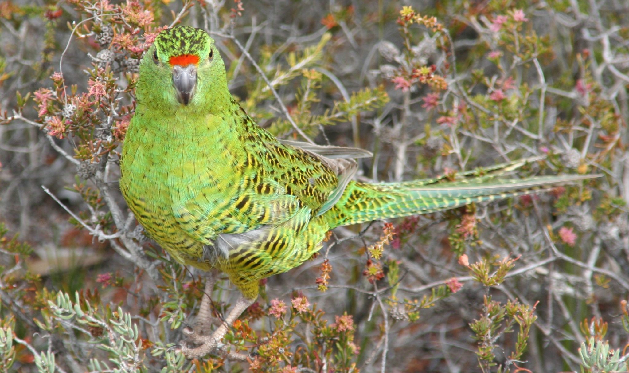 The Western Ground Parrot and me: A story about Brenda Newbey and ...