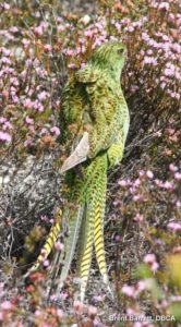The Western Ground Parrot and me: A story about Brenda Newbey and ...