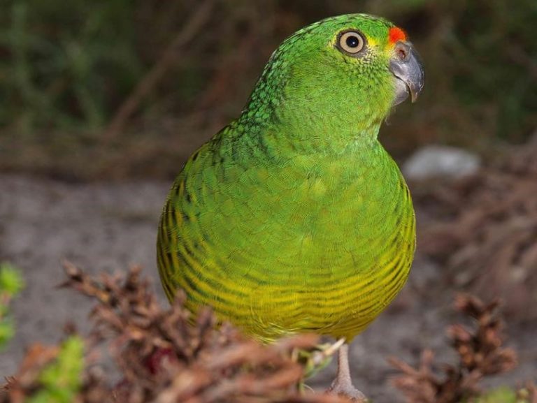 The Western Ground Parrot and me: A story about Brenda Newbey and ...
