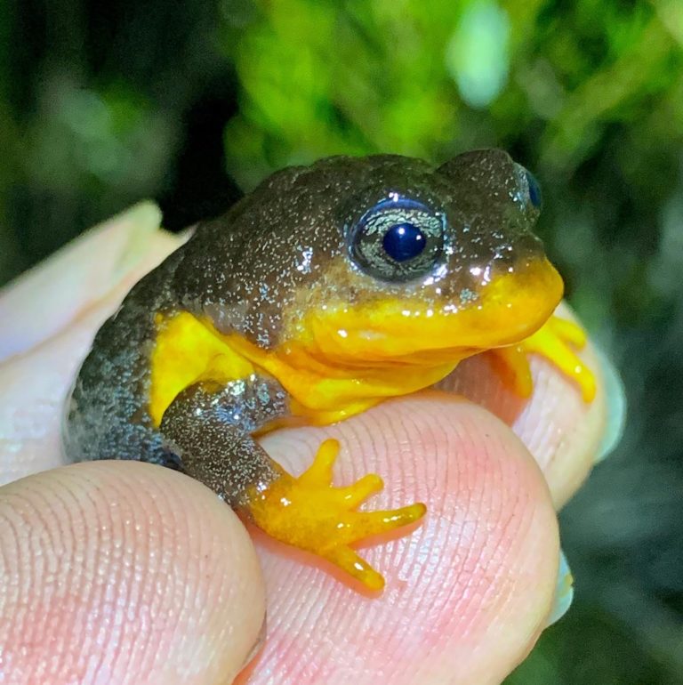 Speaking out: Dr Joanna Young challenges prescribed fire practices ...