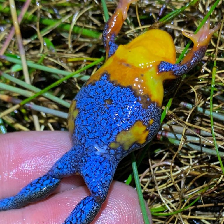 Sunset frogs in the cool and wet | Heartland Journeys