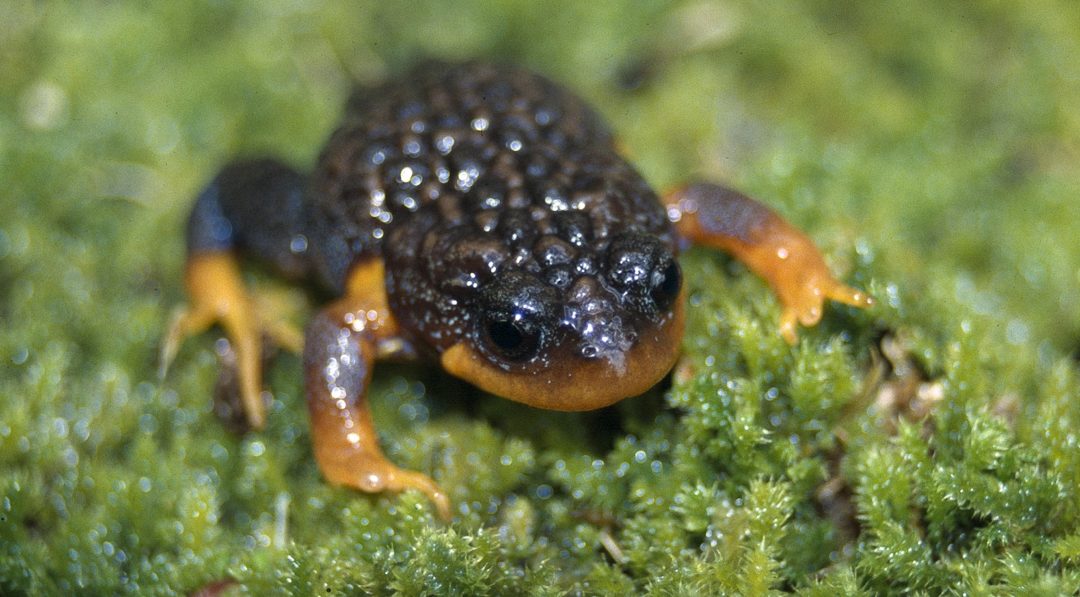 Sunset frogs in the cool and wet | Heartland Journeys