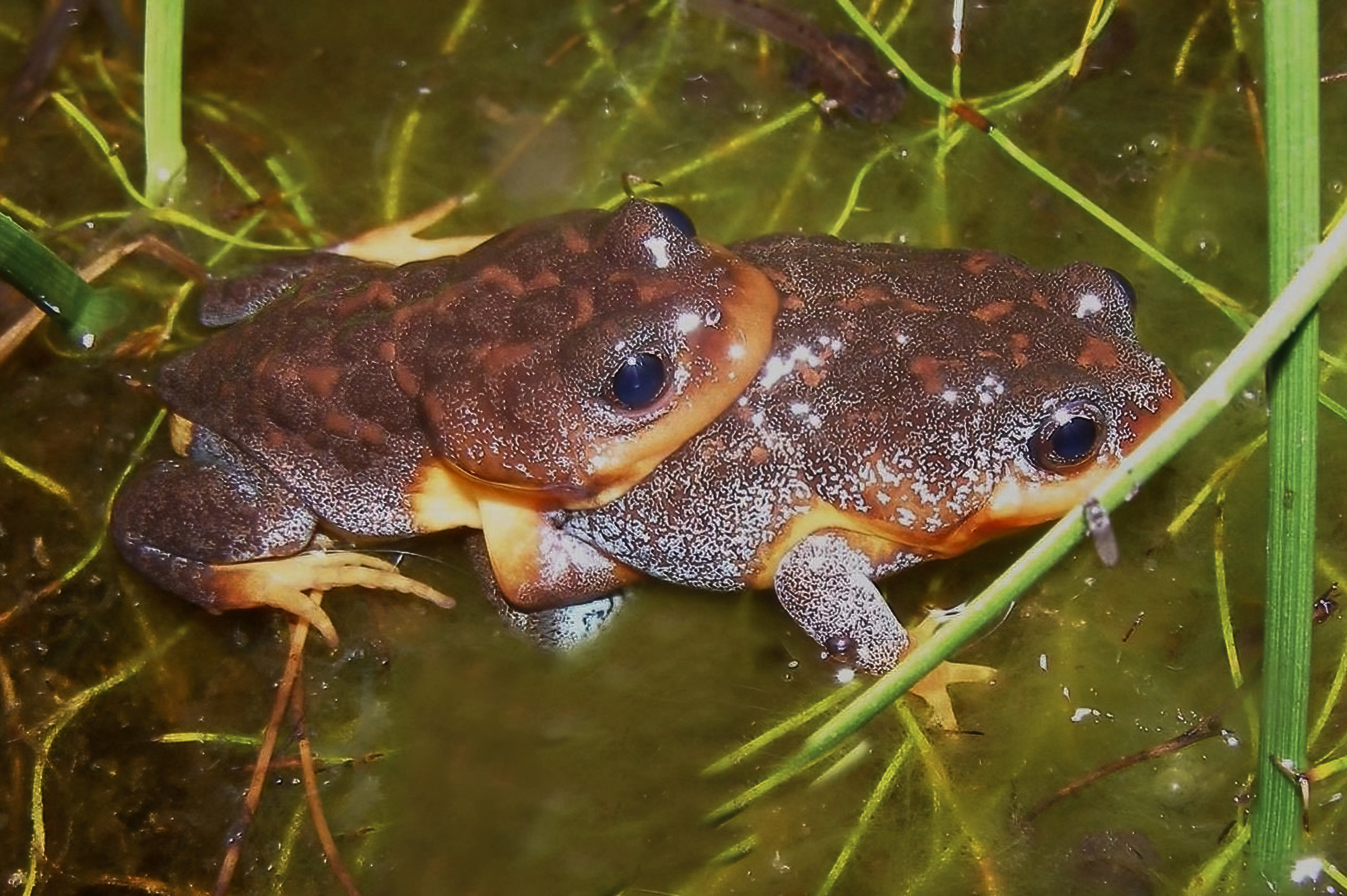 Sunset frogs in the cool and wet | Heartland Journeys