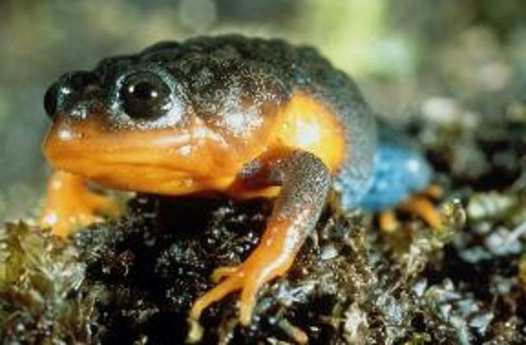 Sunset frogs in the cool and wet | Heartland Journeys