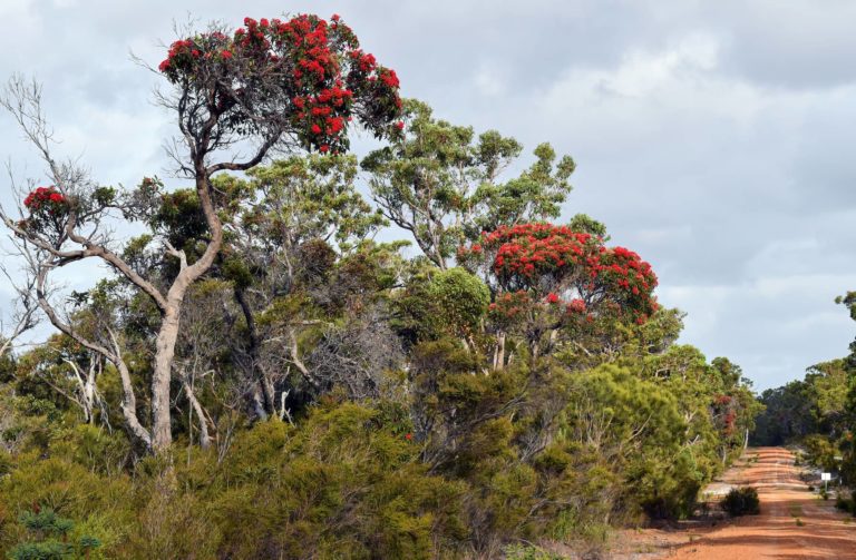 Peat, Fossils, Palaeohistory + Art | Heartland Journeys