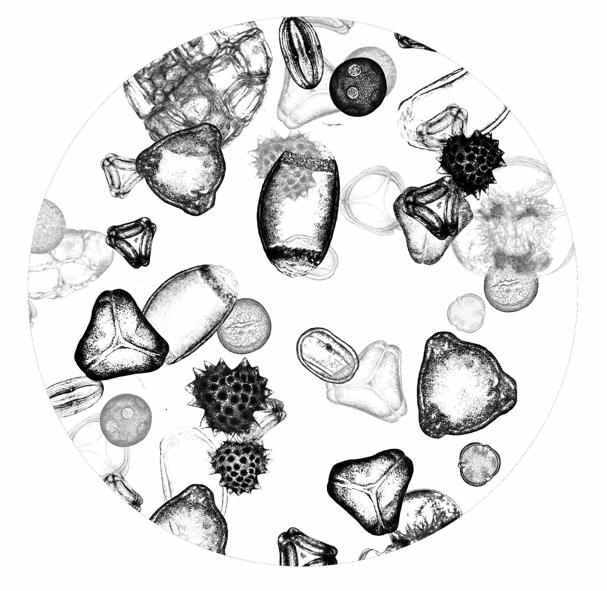 Peat, Fossils, Palaeohistory + Art | Heartland Journeys