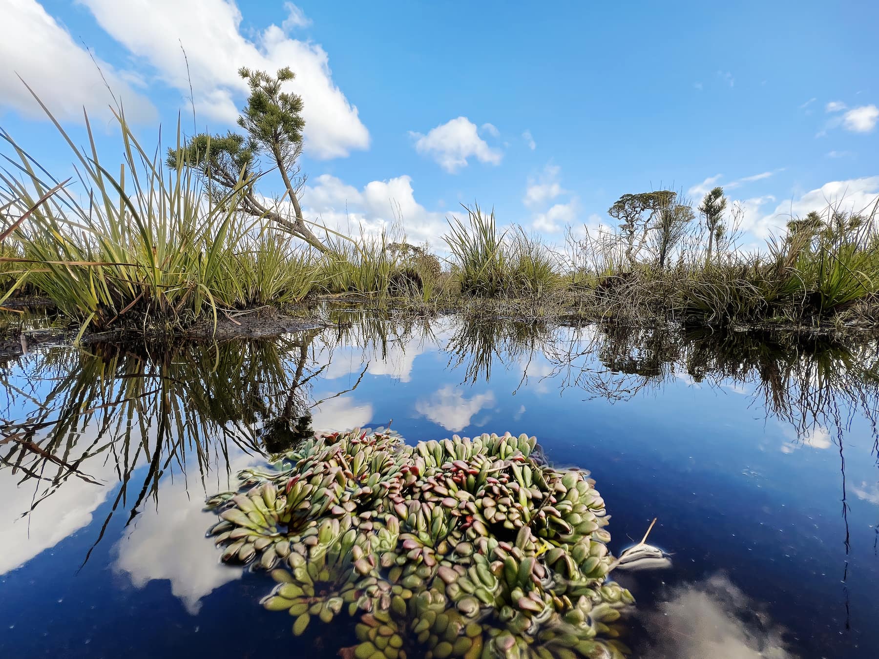 Peat, Fossils, Palaeohistory + Art | Heartland Journeys