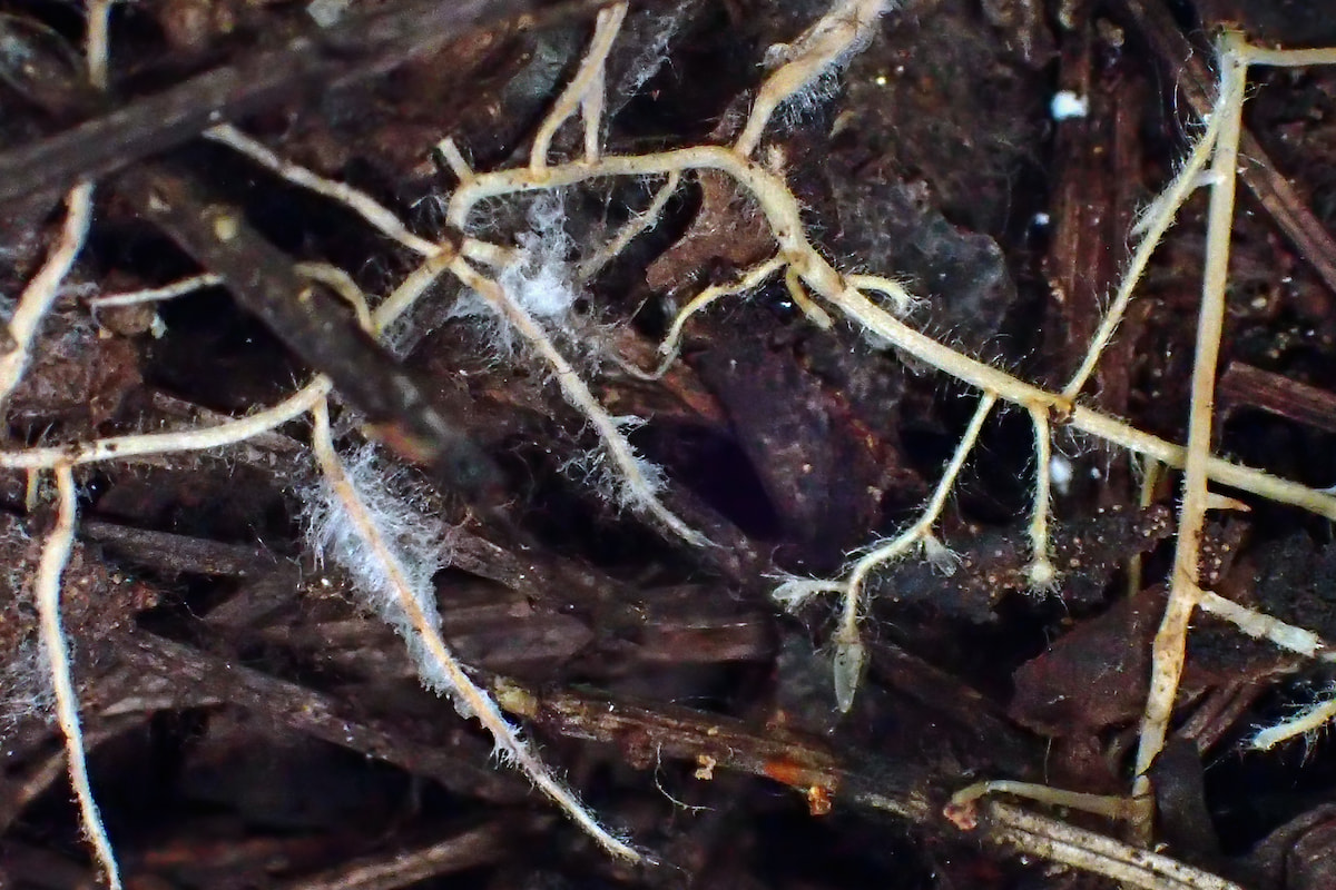 Katrina Syme: Delving into the fascinating world of fungi | Heartland ...