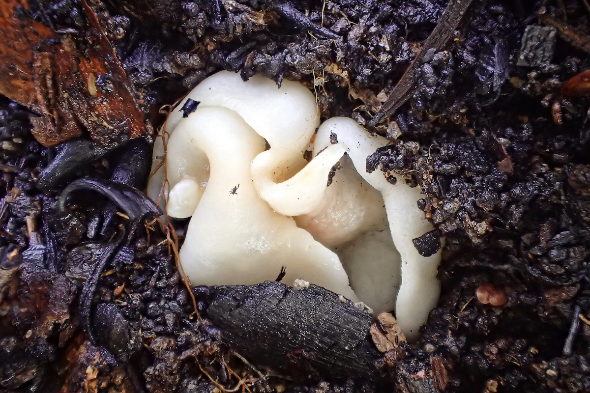 Katrina Syme: Delving into the fascinating world of fungi | Heartland ...