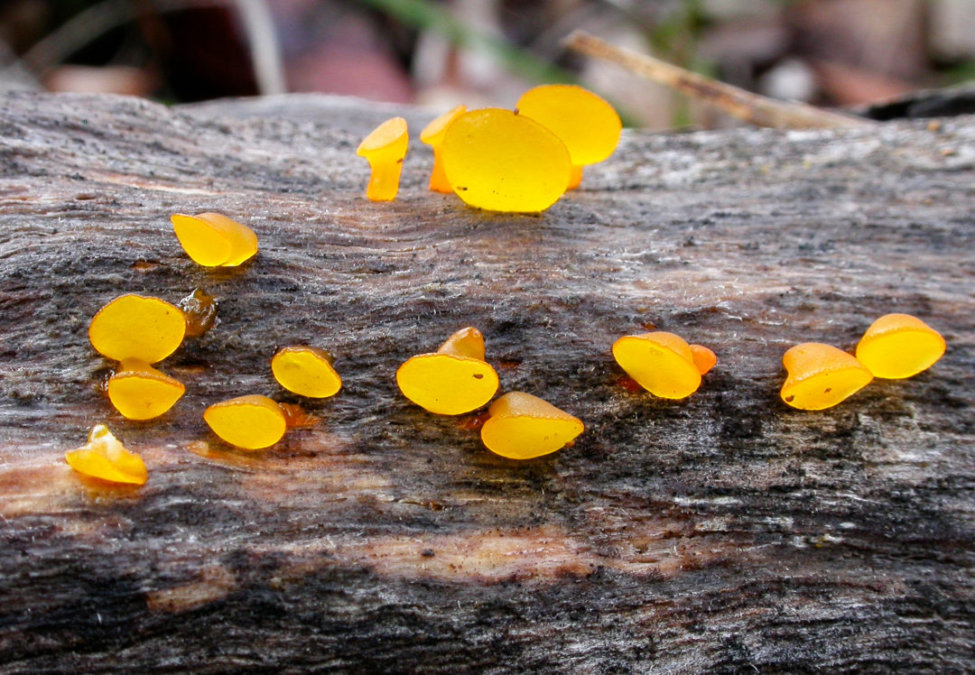 Katrina Syme: Delving into the fascinating world of fungi | Heartland ...