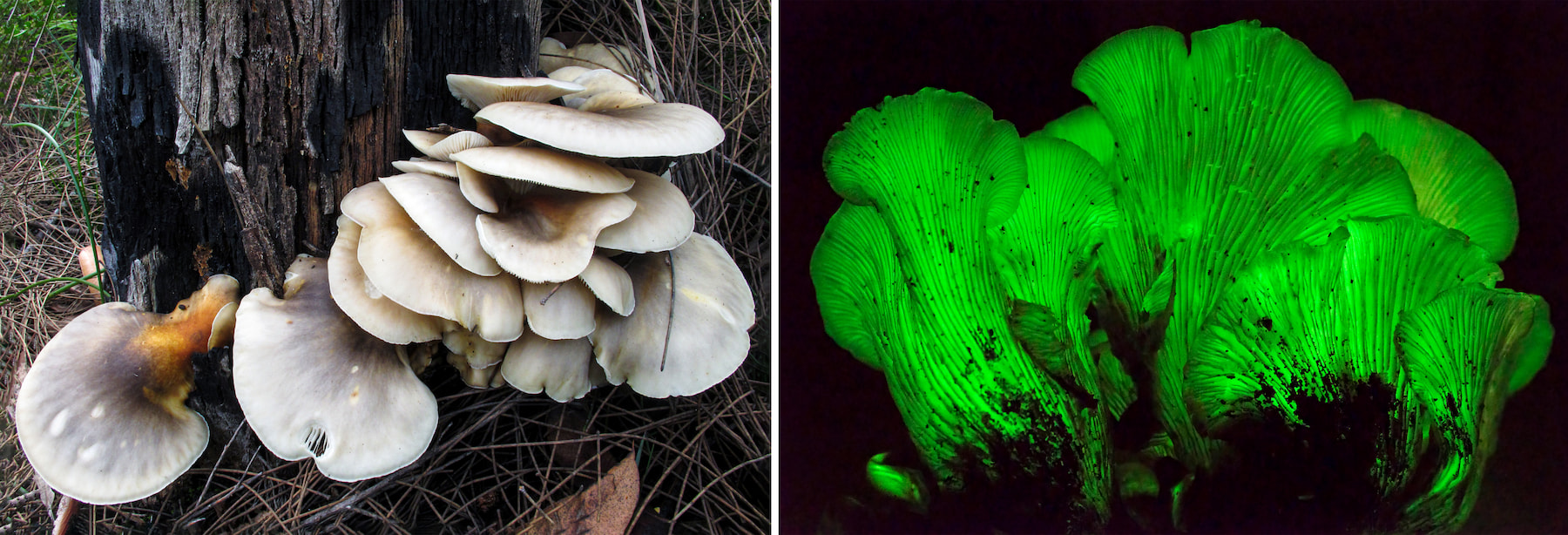 Katrina Syme: Delving into the fascinating world of fungi | Heartland ...