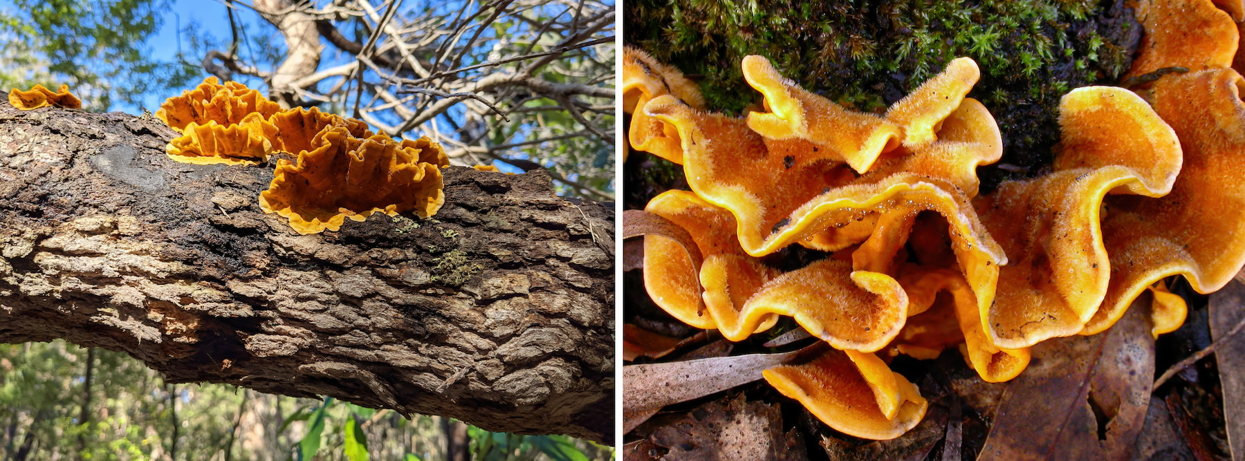 Katrina Syme: Delving into the fascinating world of fungi | Heartland ...