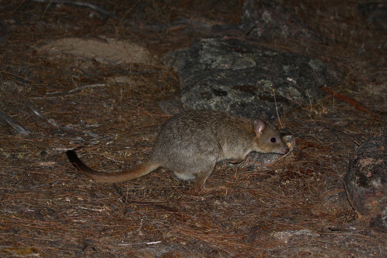 A true friend to region's threatened species | Heartland Journeys