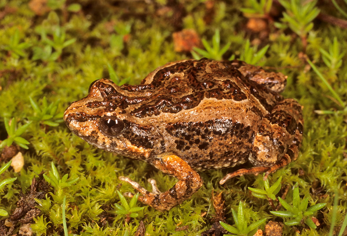A fascination with frogs | Heartland Journeys