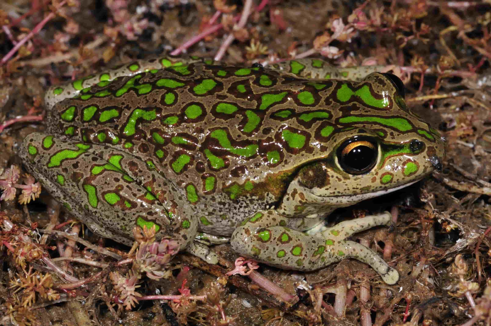 A fascination with frogs | Heartland Journeys