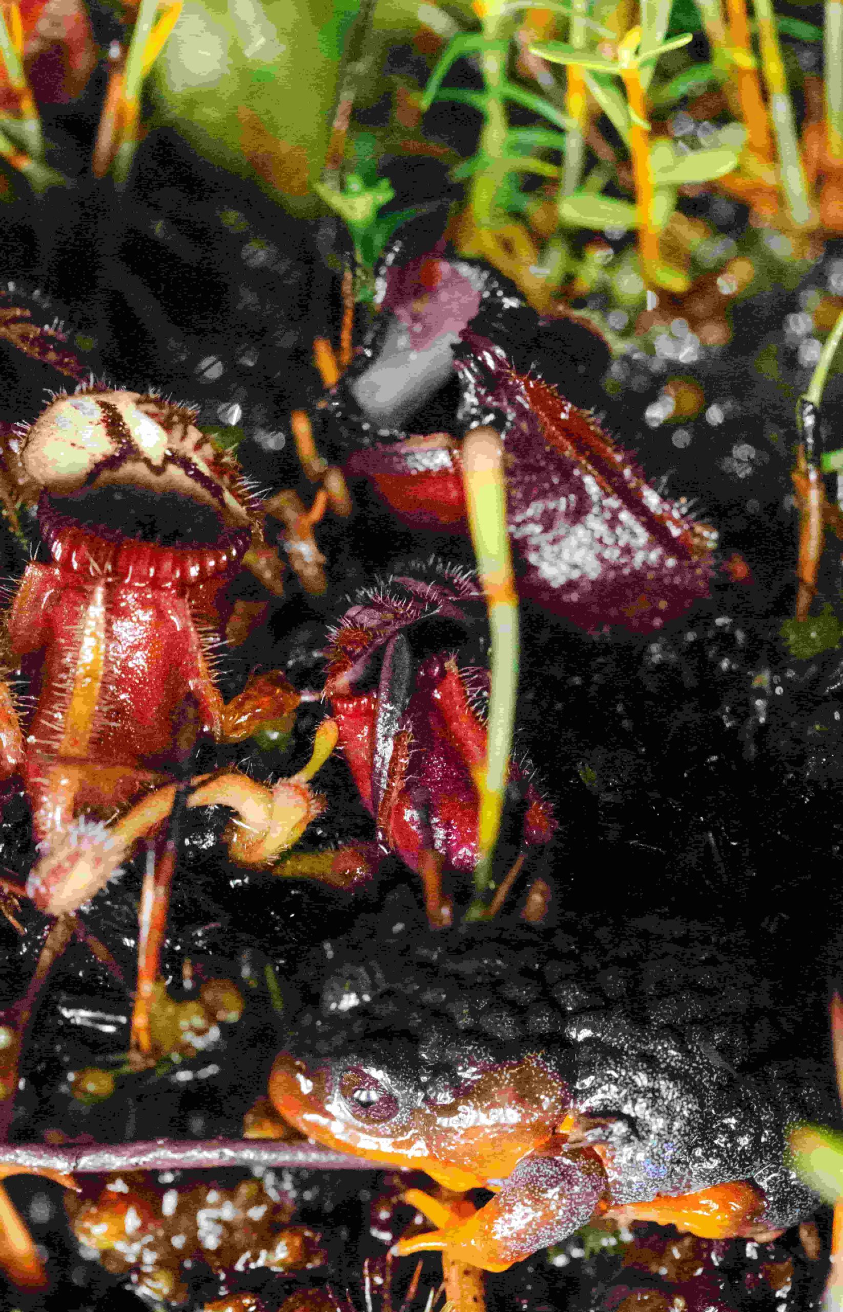 A fascination with frogs | Heartland Journeys
