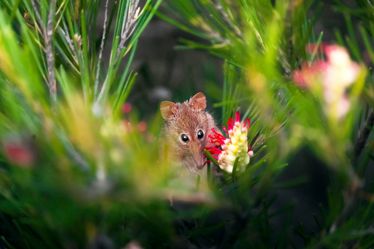Fitzgerald River National Park: A Park in Peril | Heartland Journeys